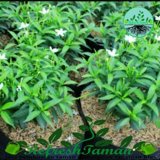 Jual Pohon Karimbosa / Rembosa / Rembusa - Tanaman Hias Karimbosa ...