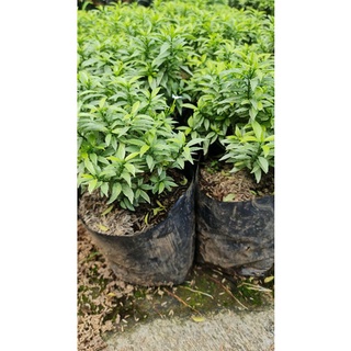 Jual TANAMAN SABRINA MINI TANAMAN HIAS SABRINA BUNGA PUTIH SABRINA ...