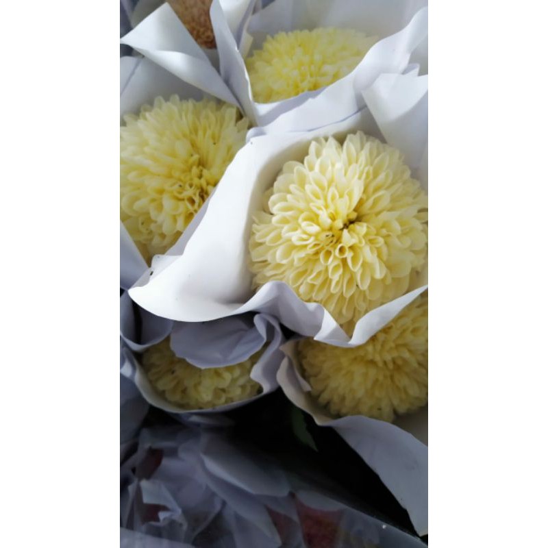 Jual Bunga Gompie isi 10 batang murah berkualitas ayana florist ...