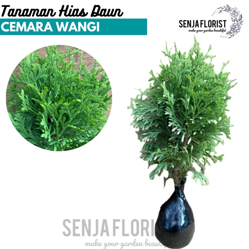 Jual Tanaman Hias Daun Cemara Wangi - Cemara Aroma Wangi - Casuarina Sp ...