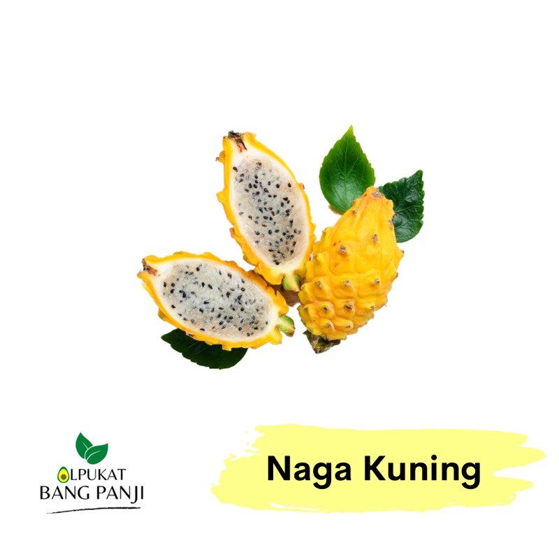 Jual ALPUKAT BANG PANJI - Buah Naga Kuning PREMIUM | Shopee Indonesia