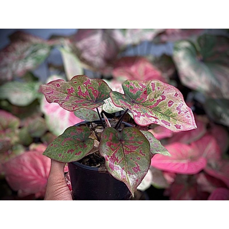 Jual UMBI/BONGGOL Seedling/Umbi Caladium Purple Army Hybrid - Caladium ...