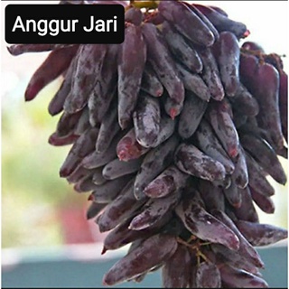 Jual Benih Anggur Jari Hitam import (15 butir) | Shopee Indonesia