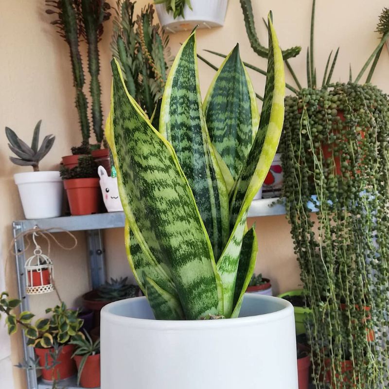 Jual Tanaman bunga sansevieria lidah mertua | Shopee Indonesia