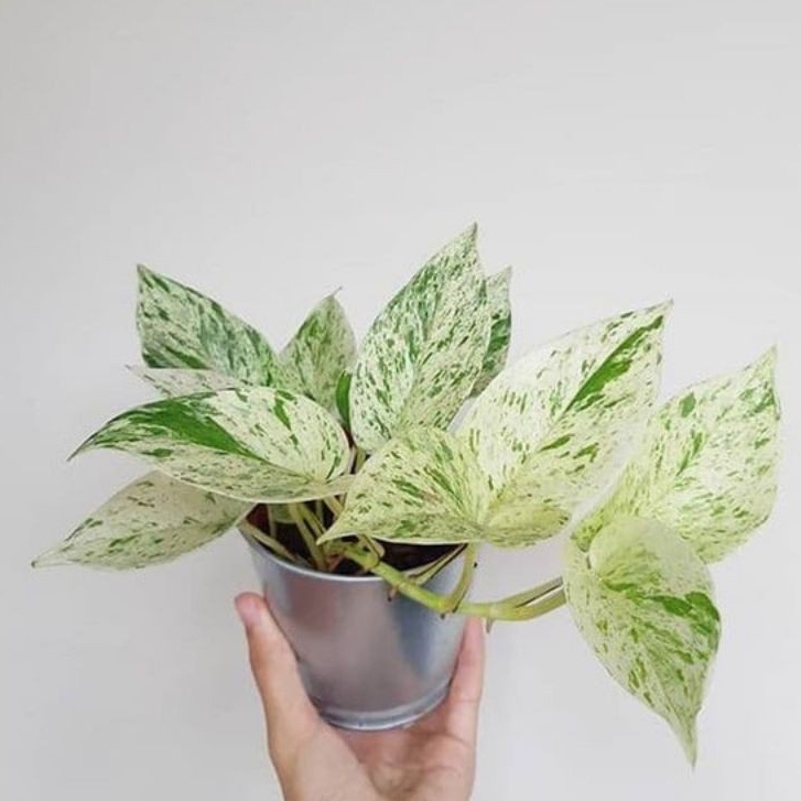 Jual Bunga Hidup SIRIH GADING MARBLE QUEEN VARIGATA - MARBEL PUTIH ...