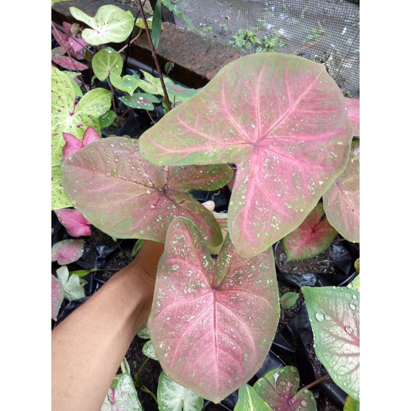 Jual Caladium/Keladi Hybrid | Shopee Indonesia