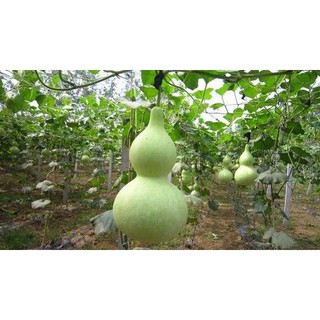 Jual Benih Biji Labu Botol Lagenaria Bottle Gourd Calabash | Shopee ...