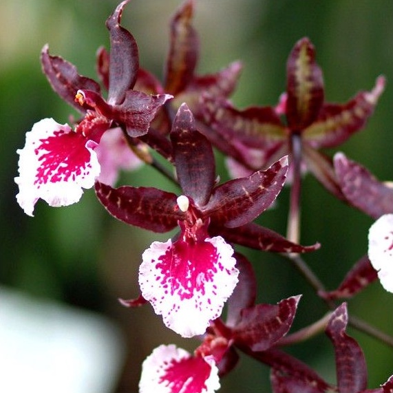Jual Anggrek Oncidium Hybrid ID Koleksi Dewasa Siap Bunga | Shopee ...