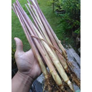 Jual Sereh Merah Sere Merah Segar Serai Merah Serai Wangi 250grm ...