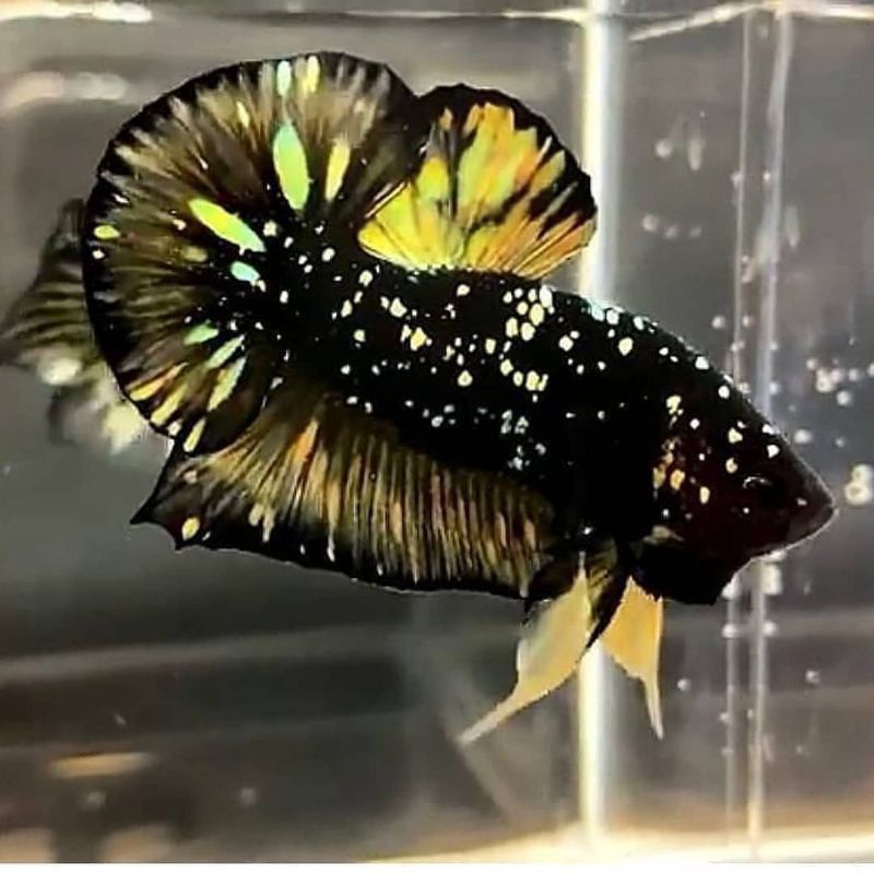 Jual Avatar Cooper gold anakan | Shopee Indonesia