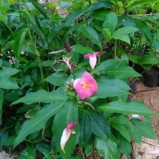 Jual tanaman hias pacing pentul ( Tanaman hias hidup indoor murah ...