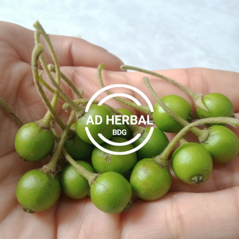 Jual Jual Buah Kersen Mentah Atau Buah Talok Fres | Shopee Indonesia