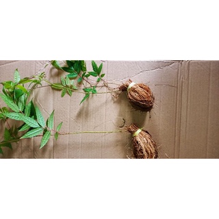 Jual Bibit kayu suren kayu super per 1 pohon | Shopee Indonesia