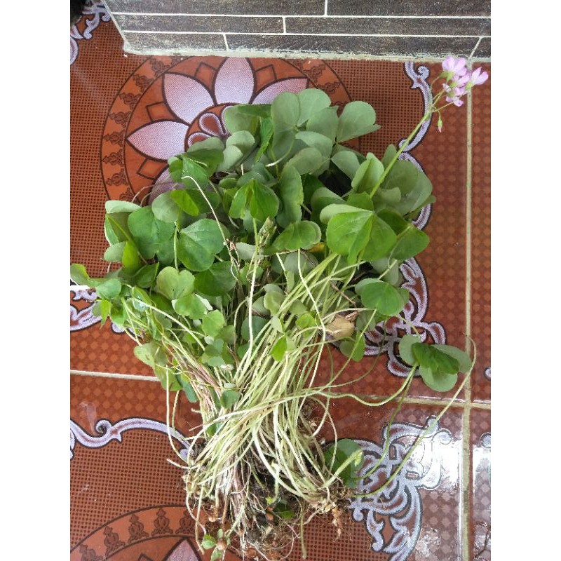 Jual Daun semanggi darat2500gram | Shopee Indonesia