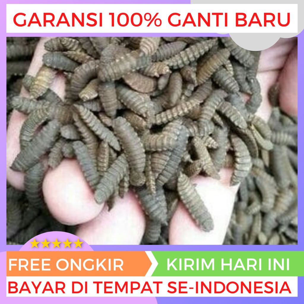 Jual Prepupa Magot BSF Pupa Lalat Black Soldier Fly 100 gram | Shopee ...