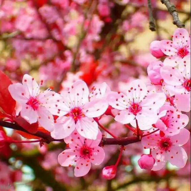 Jual Bibit bunga sakura pink | Shopee Indonesia