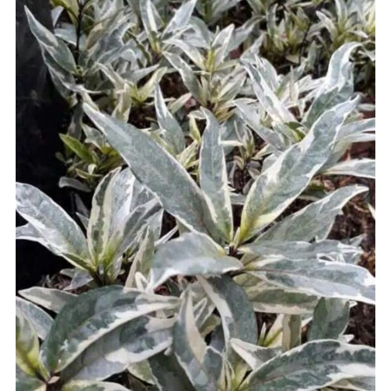 Jual Tanaman hias gandarusa variegata | Shopee Indonesia