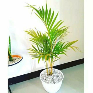 Jual Tanaman Palem Kuning Tanaman Indoor Palem Kuning Indonesia|Shopee ...