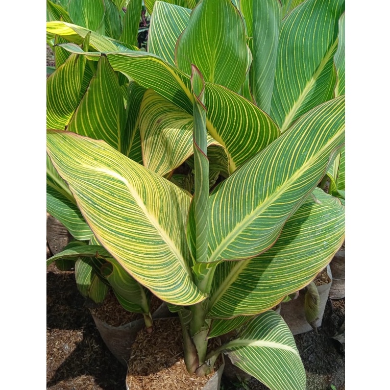 Jual Tanaman hias bunga canna daun kuning variegata Indonesia|Shopee ...