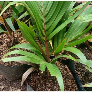 Jual tanaman palem botol pohon palem botol merah pohon palm botol ...