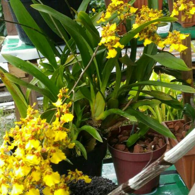 Jual Anggrek Golden Shower Indonesia|Shopee Indonesia