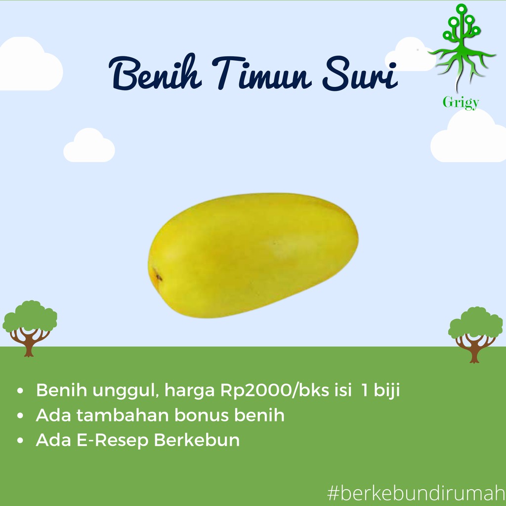 Jual BENIH TIMUN SURI, BIBIT TIMUN SURI | Shopee Indonesia