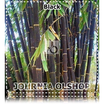 Jual Johrnia 2 Benih Biji BAMBU MOSO Black | Shopee Indonesia