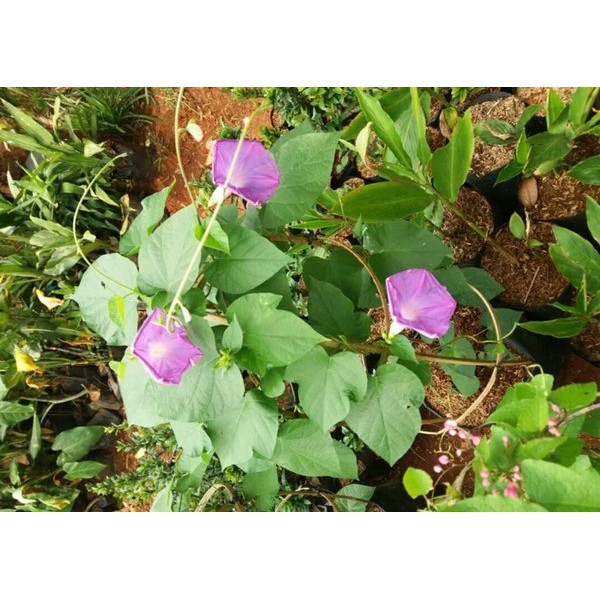 Jual Tanaman Morning Glory - Tanaman Rambat | Shopee Indonesia