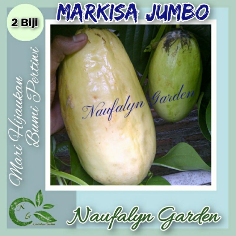 Jual 2 Benih Buah Markisa Jumbo Erbis Benih Biji Bibit Buah Unggul ...