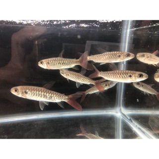 Jual Ikan pink tail / ikan hias pink tail | Shopee Indonesia
