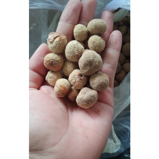 Jual biji/benih jati hibrida solomon super siap semai 1kg (bonus pupuk ...