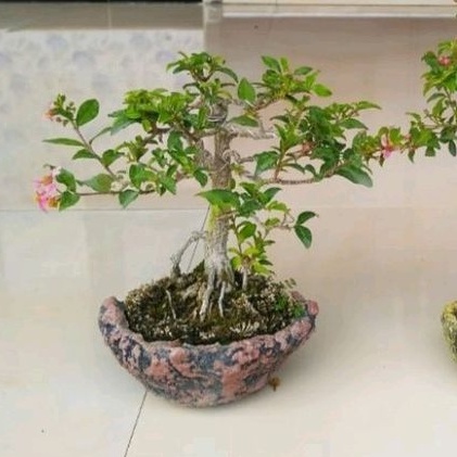 Jual sakura micro kirim sesuai gambar | Shopee Indonesia