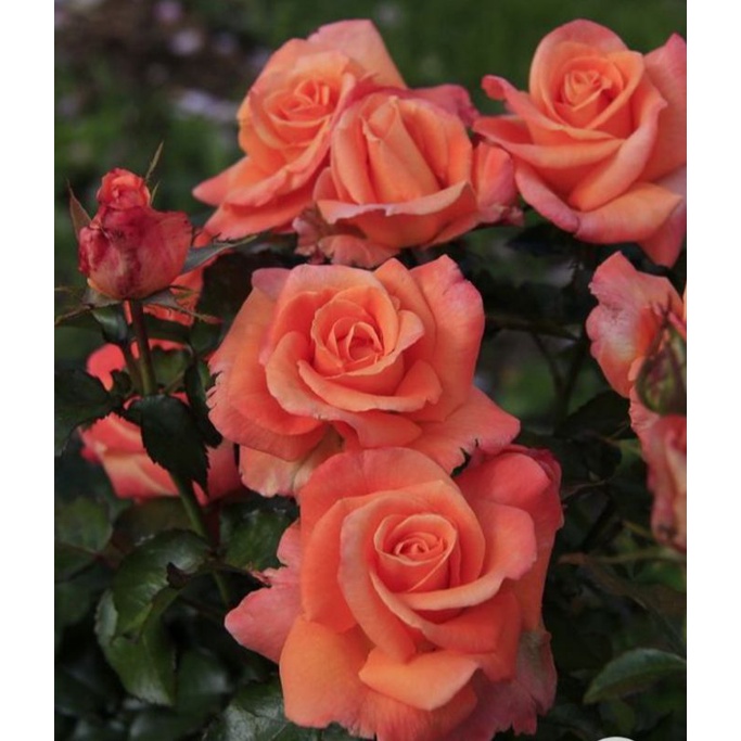 Jual TANAMAN BUNGA MAWAR CANDY OREN / ORANGE Indonesia|Shopee Indonesia