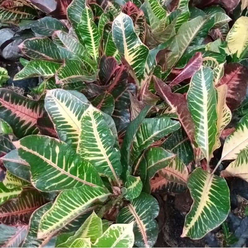 Jual tanaman hias puring bali tanaman outdoor | Shopee Indonesia