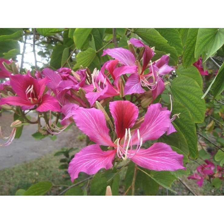 Jual Harga per pack_ biji benih bunga bauhinia /5 biji | Shopee Indonesia