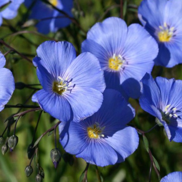 Jual (isi 5) Benih BLUE FLAX Biji Bunga | Shopee Indonesia