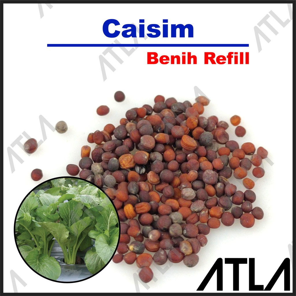 Jual Benih Caisim Ratusan Biji Bibit Tanaman Sayur Sayuran Hijau Refill ...