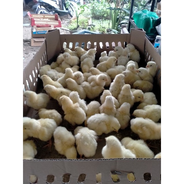 Jual Ayam Broiler/ Doc Ayam/ Ayam Pedaging | Shopee Indonesia