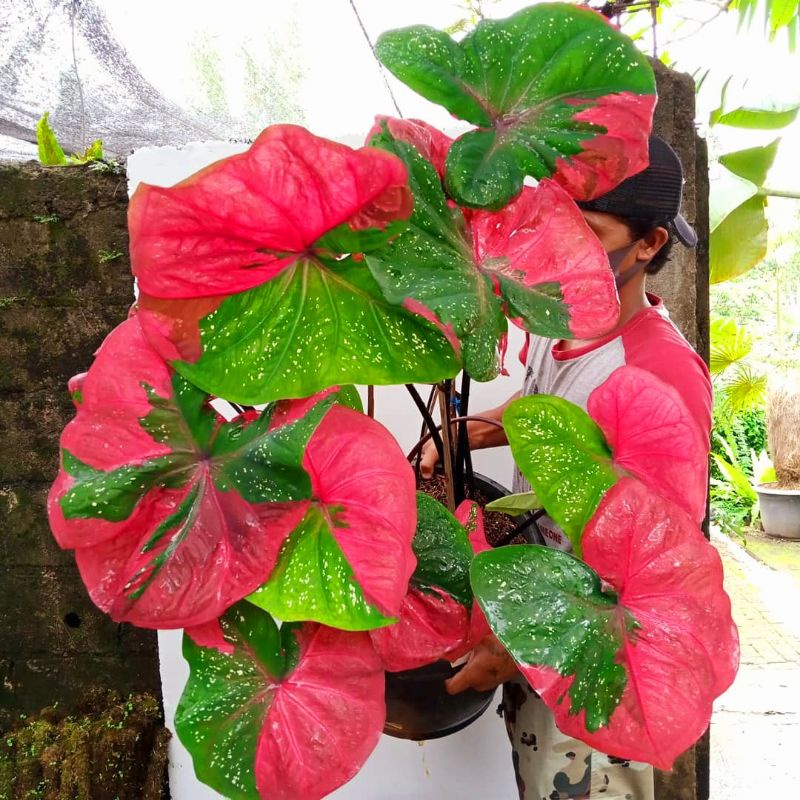 Jual Bunga Caladium Baret Merah tanaman hias keladi baret merah bunga ...