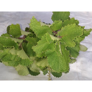 Jual Daun bangun bangun/torbangun/tanaman obat/tanaman herbal/Asi ...