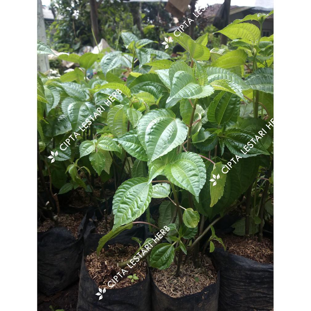 Jual S@LE BIBIT TANAMAN POHPOHAN POHON POHPOHAN BIBIT TANAMAN DAUN ...