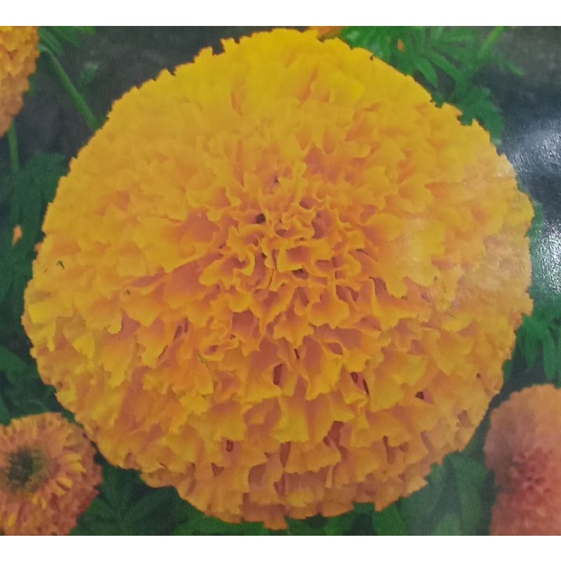 Jual 5 Butir BENIH BUNGA MAHARANI | Shopee Indonesia