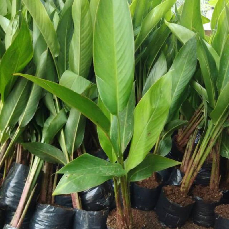 Jual Tanaman hias heliconia/pisang pisangan bunga orange | Shopee Indonesia