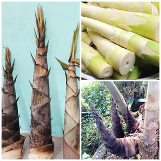 Jual Buah Bung Bambu Jawa Klingking Rebung Bambu | Shopee Indonesia