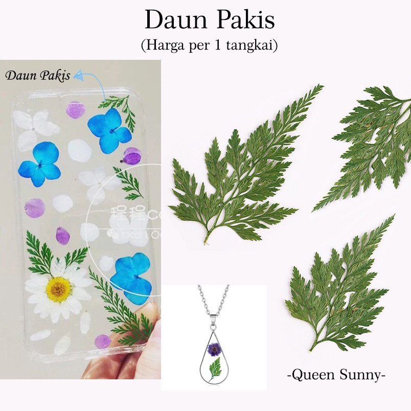 Jual Daun/Rumput Pakis -Daun Kering Asli Real Pressed Leaves Flower ...