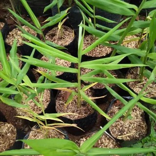 Jual tanaman herbal bangle bengle panglai pohon obat rempah | Shopee ...