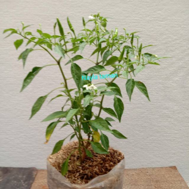 Jual Pohon Cabe Rawit Ijo Siap Berbuah | Shopee Indonesia