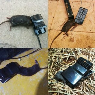 Jual PERANGKAP TIKUS TANPA MEMBUNUH / JEBAKAN TIKUS MODERN / JEBAKAN ...