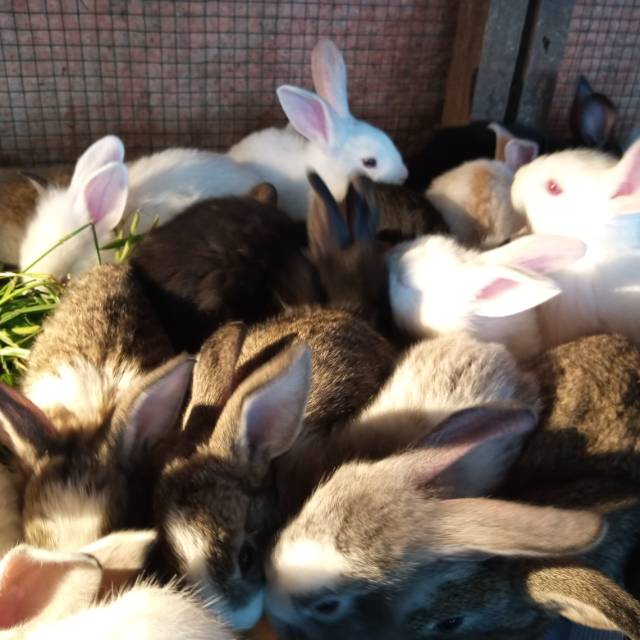 Jual Kelinci lokal - kelinci hidup | Shopee Indonesia