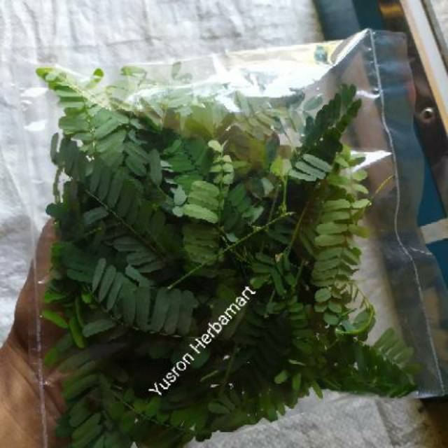 Jual DAUN SAGA RAMBAT SEGAR 100 LEMBAR | Shopee Indonesia